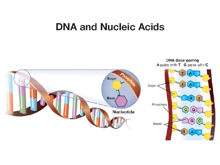 Nucleic Acids Polymers of nucleotides Very specific cell