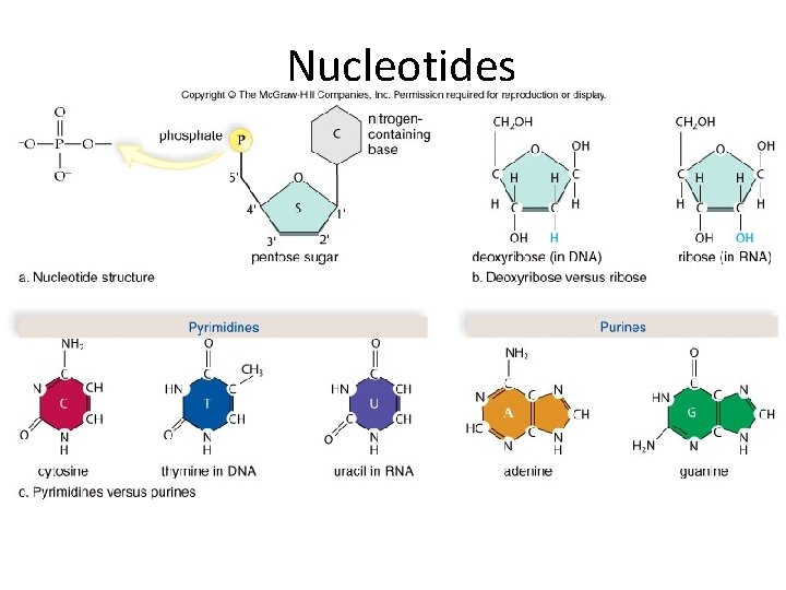 Nucleic Acids Polymers of nucleotides Very specific cell