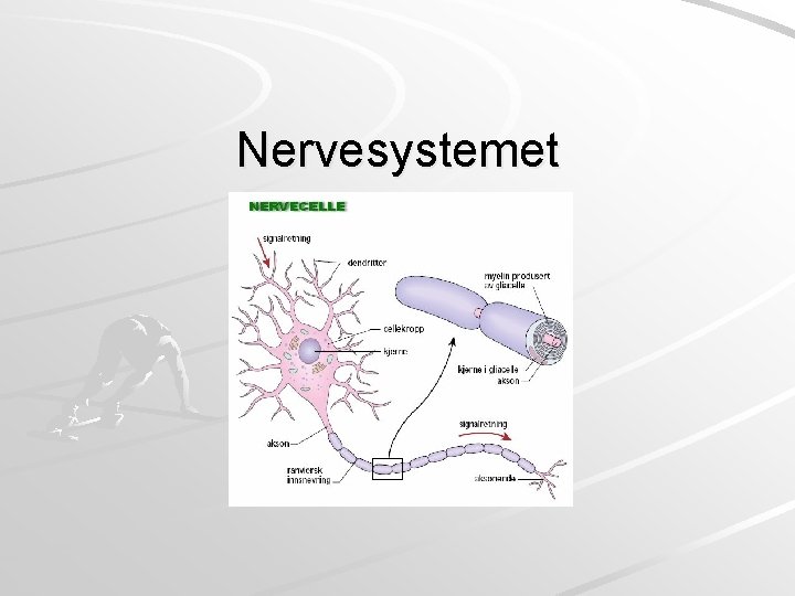 Nervesystemet Du skal kunne Sette navn p de