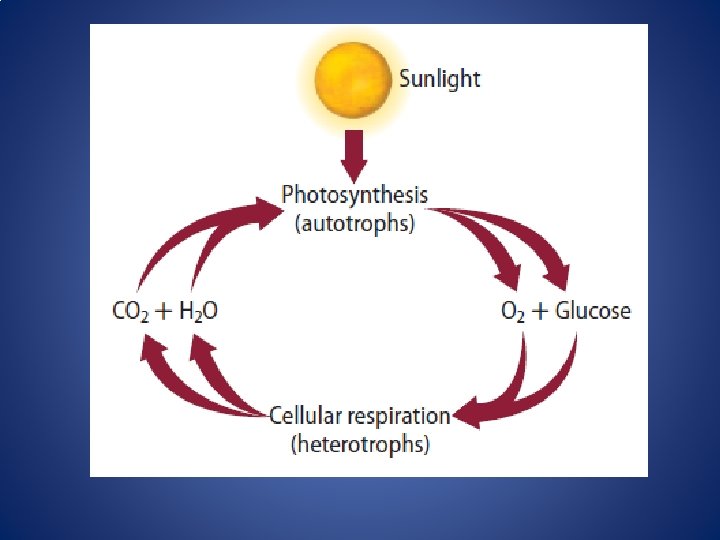 How Organisms Obtain Energy Chapter 8 Section 1