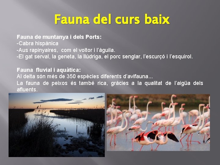 FLORA FAUNA I ACTIVITATS ECONMIQUES AL RIU EBRE