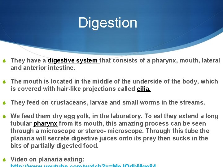 Planaria and their amazing ability to regenerate S