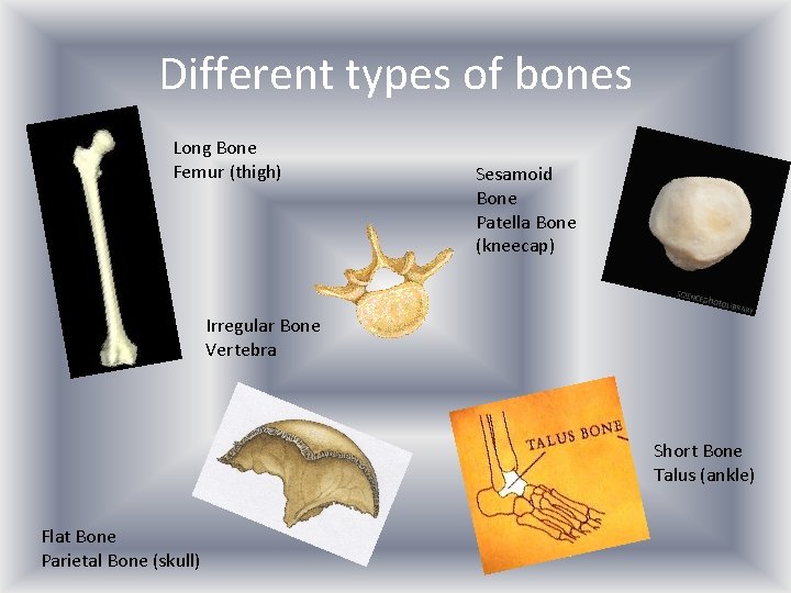 Musculoskeletal System BY MARIAM AND VIVIAN Bones Different