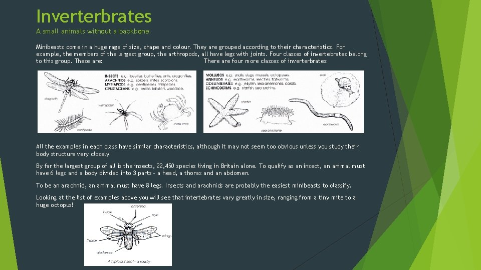 Schools Education What is a minibeast Quite literally