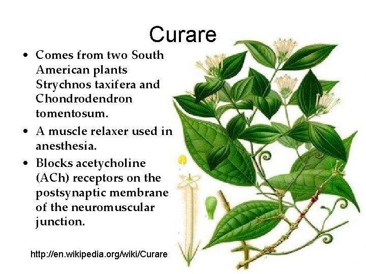 Physiology Carla Thompson Talmage Harrold Lydia Mc Dore