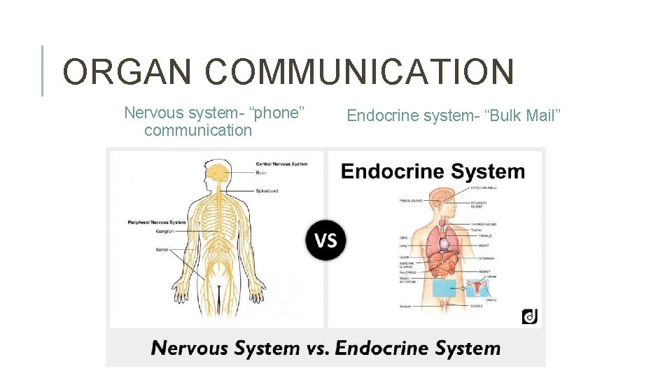 LAB 5 ENDOCRINE SYSTEM Virtual Rat Exercise PRE