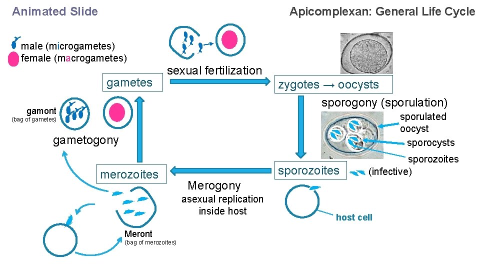 Coccidia Part 1 intestinal apicomplexans Cryptosporidium parvum know