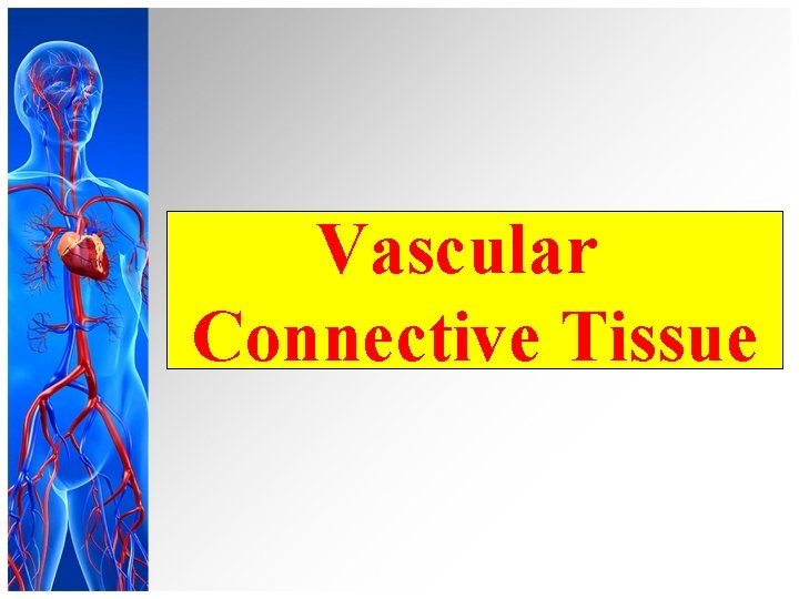Histology 4 Vascular Connective Tissue By Dr Mohamed