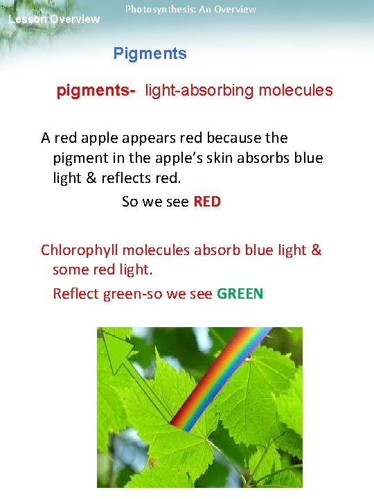 Lesson Overview Photosynthesis An Overview Lesson Overview 8