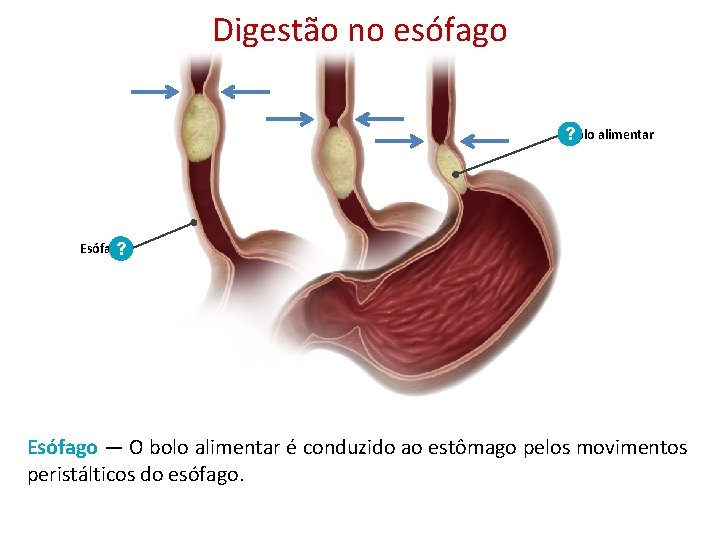Sistema digestivo Nutrio e metabolismo celular Energia biolgica