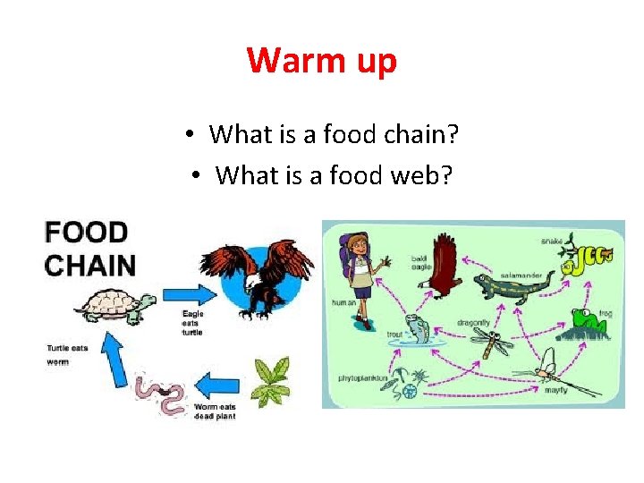 Warm up What is a food chain What