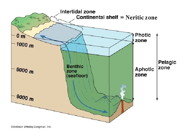 Biomes a Dr Production IV Terrestrial Biomes life