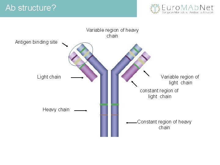 Monoclonal Antibodies What are they Why are they