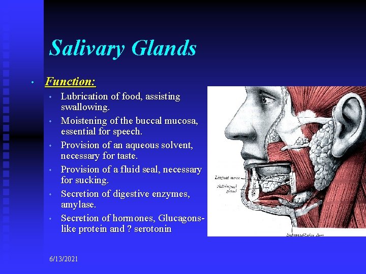 Salivary Glands Major salivary glands Lie at some