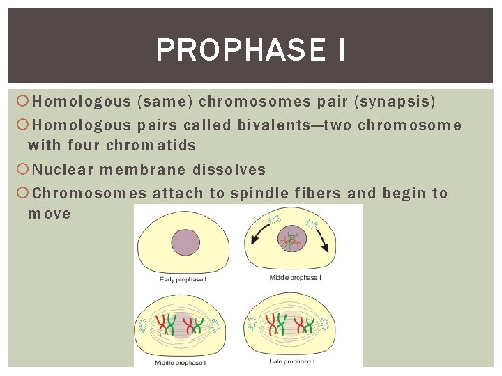 PROCESS OF MEIOSIS CSCOPE Unit 08 Lesson 02