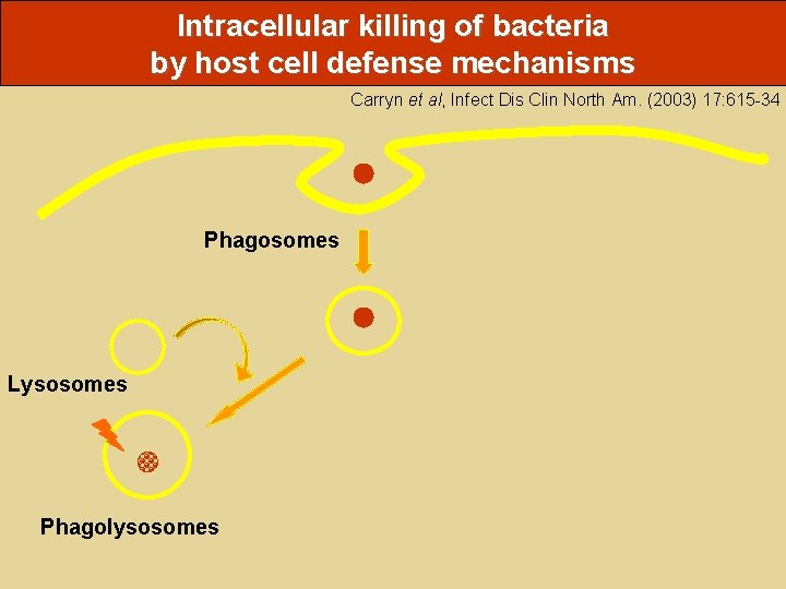 Intracellular models of infection to evaluate antibiotic activity