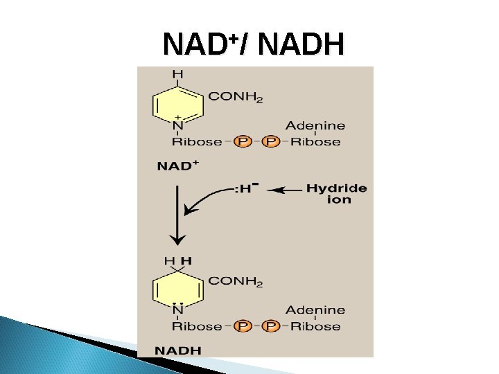 Metabolism Anabolism and Catabolism By Dr Sumbul Fatma