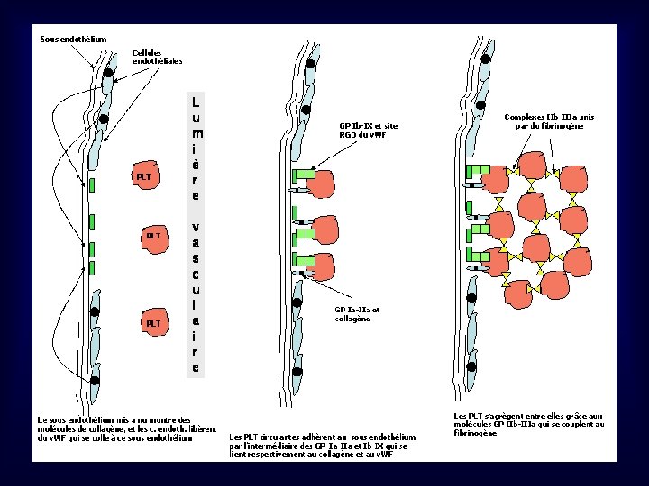 Cours dHmostase DUT ABB 1 Physiologie de lHmostase