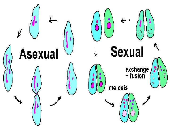Unit 1 Reproduction Part 1 Asexual vs Sexual