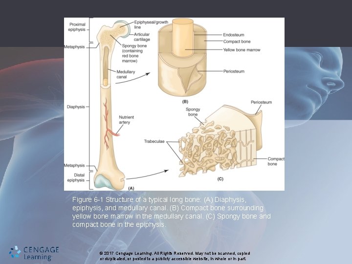 Chapter 6 Skeletal System 2017 Cengage 2017 Learning