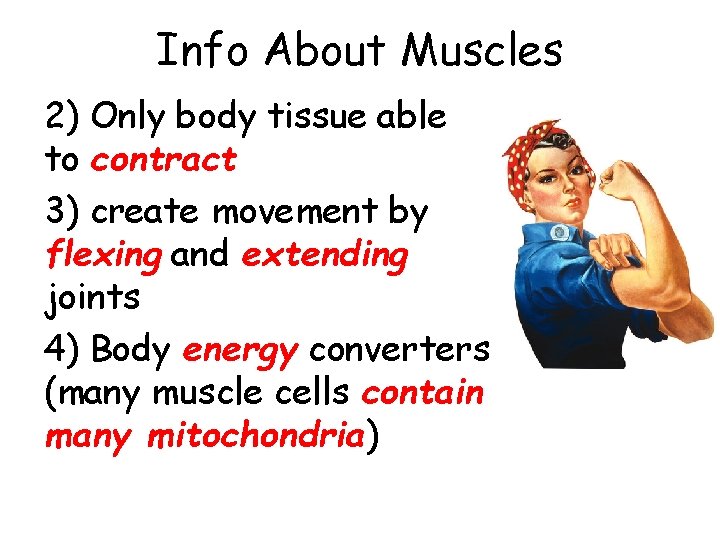 The Muscular System Did you know 1 more