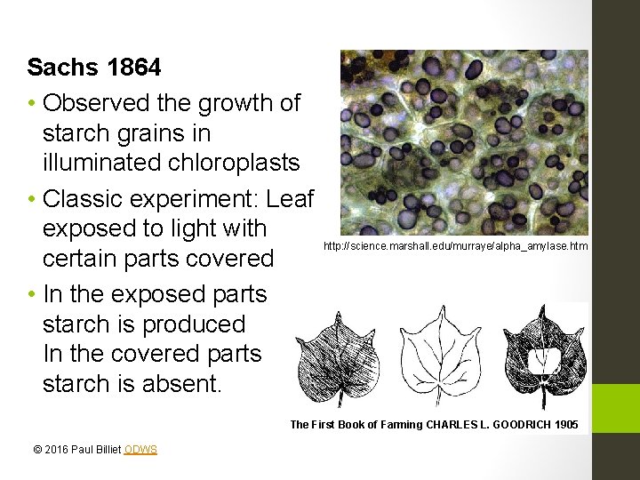 PHOTOSYNTHESIS 2016 Paul Billiet ODWS The development of
