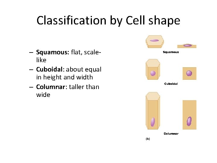 Tissues collections of similar cells and the substances