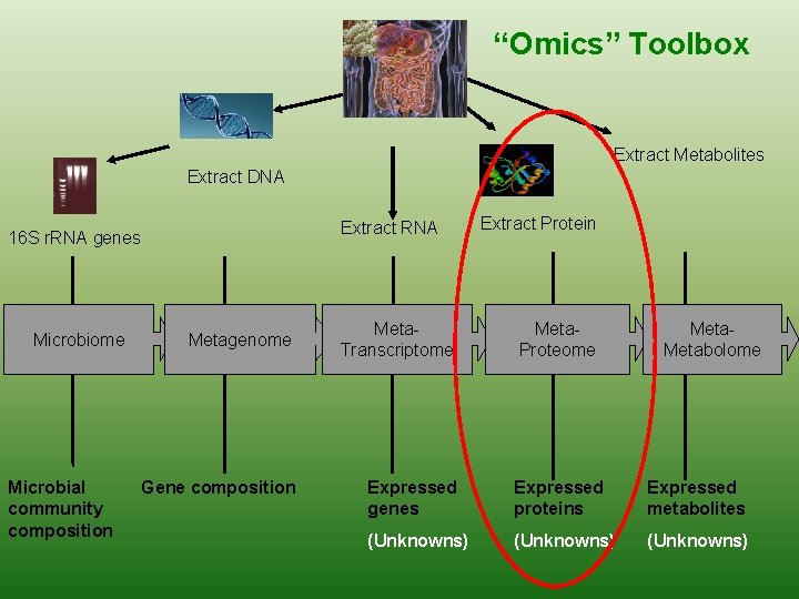 Recent advances in mass spectrometrybased metaproteomics approaches for