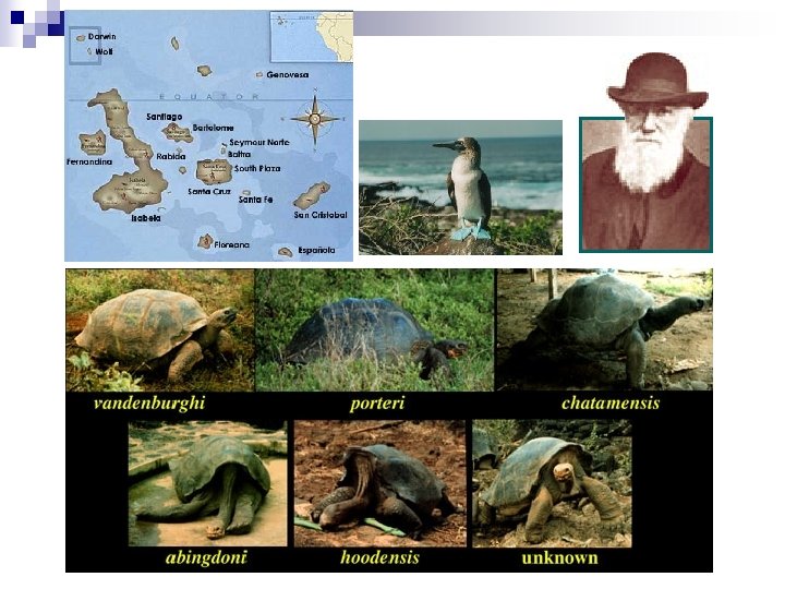 Evolution History and Theory What is Evolution Fact