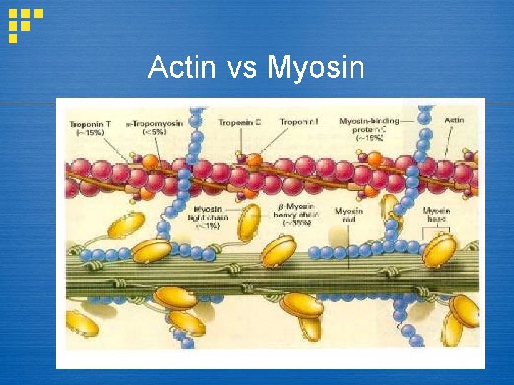 Muscular System DID YOU KNOW 40 of our
