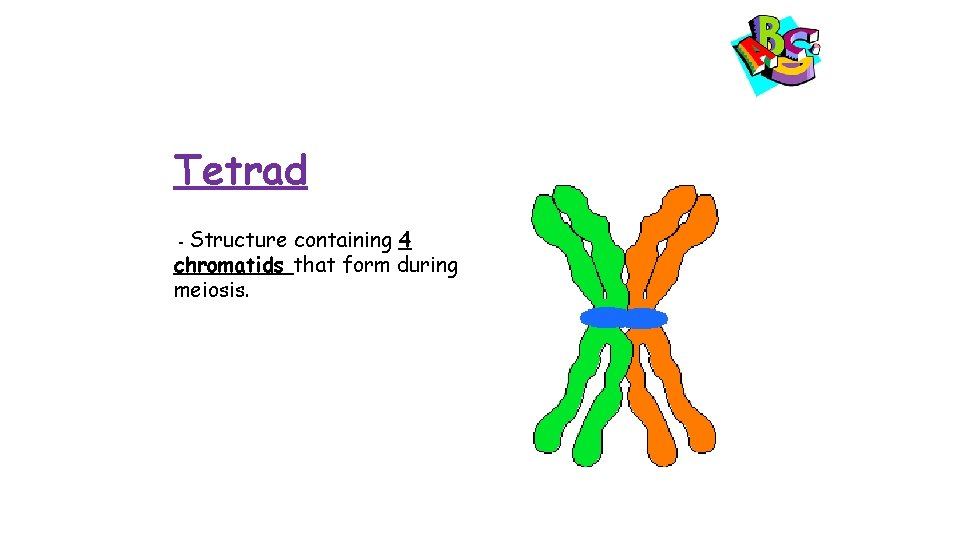 Meiosis Vocabulary Flashcards BellRinger 13 Place the Understanding