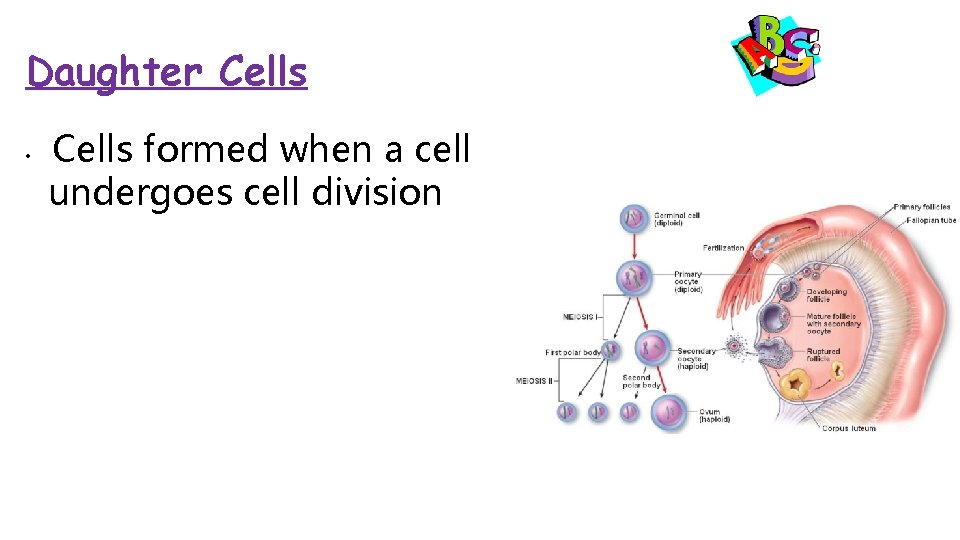 Meiosis Vocabulary Flashcards BellRinger 13 Place the Understanding