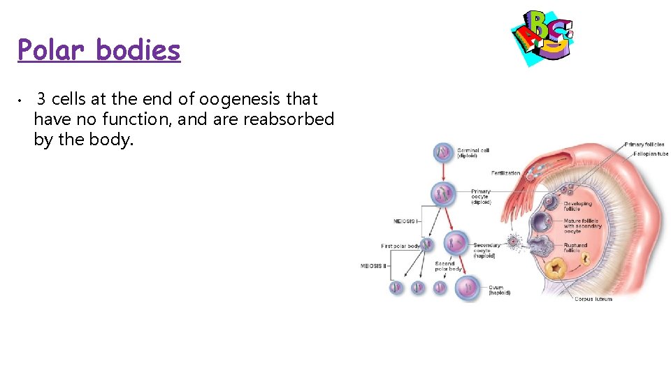 Meiosis Vocabulary Flashcards BellRinger 13 Place the Understanding