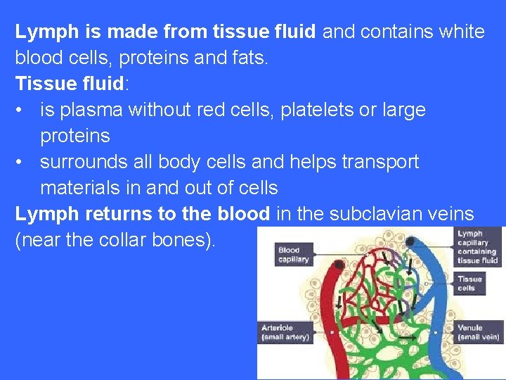 Chapter 27 The Lymphatic System 1 The Lymphatic