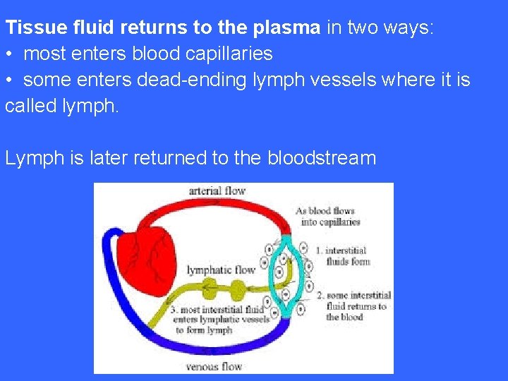 Chapter 27 The Lymphatic System 1 The Lymphatic