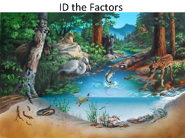 Unit A Topic 1 Interactions within Ecosystems I