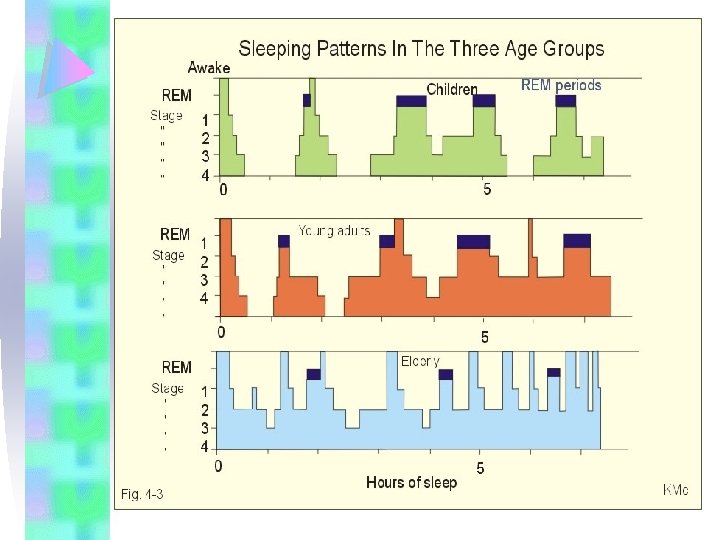 SLEEP Dr Himalee Abeya Phases of sleep REM