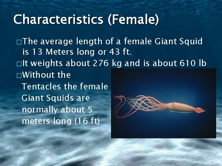 The Giant Squid By Jira 7 A Teacher