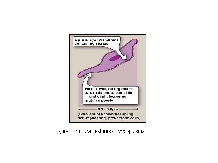 CHAPTER XII Mycoplasma and Ureaplasma Learning objective Upon
