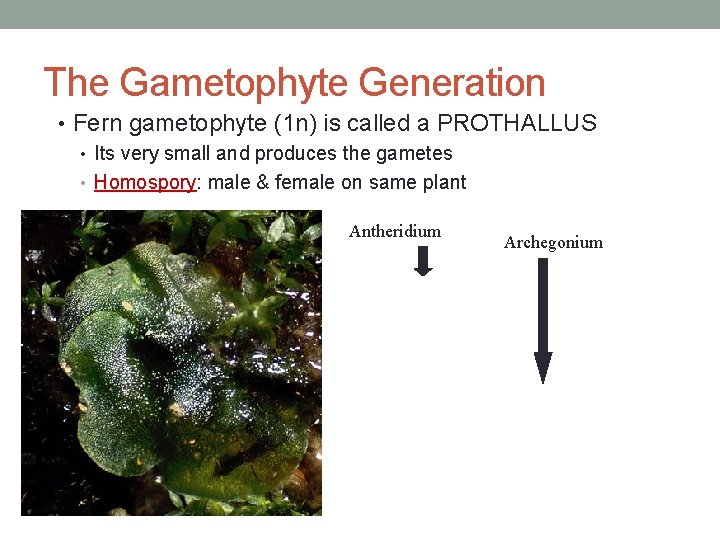 BIOLOGY 11 Kingdom Plantae The Pteridophytes Objectives By
