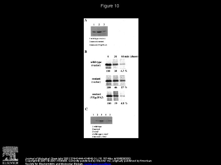 Activation of the Rasc AMP Signal Transduction Pathway