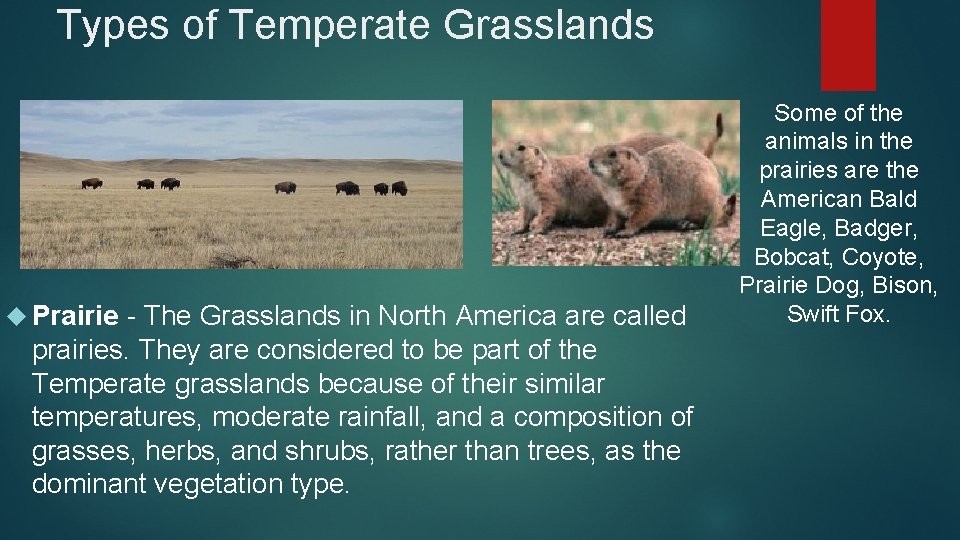 Grassland LAUREN KINGNYBERG What is a Grassland A