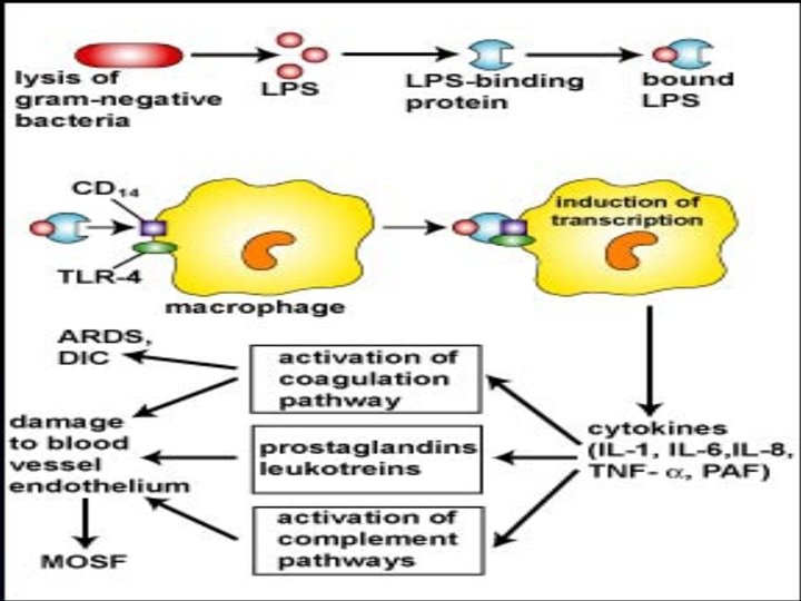 les endotoxines Introduction Les toxines sont des molcules