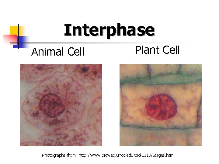 Mitosis The Mystery of Cell Division Objectives When