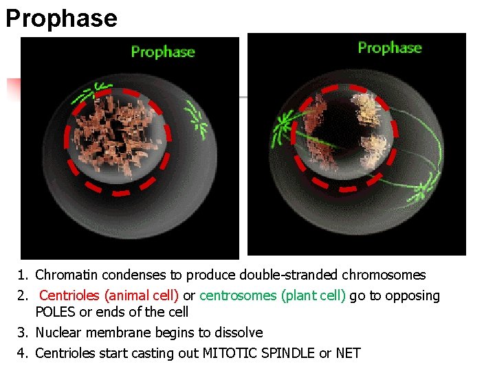 Mitosis The Mystery of Cell Division Objectives When