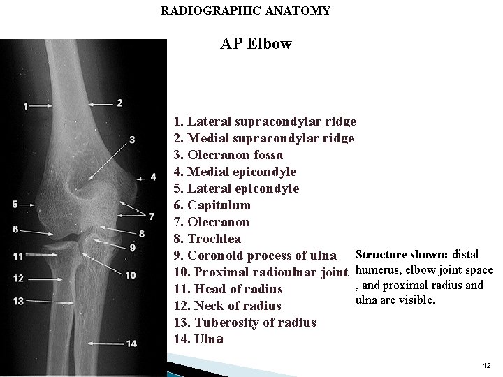 RAD 222 Upper extremity part 2 forearm elbow