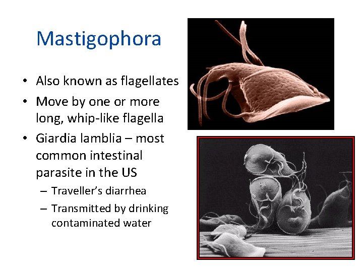 Parasitology Parasitology science about parasitic animals and relationships