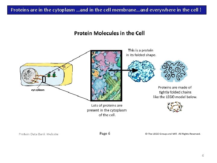 LEGO LESSON 1 PPT Proteins LEGO Proteins An
