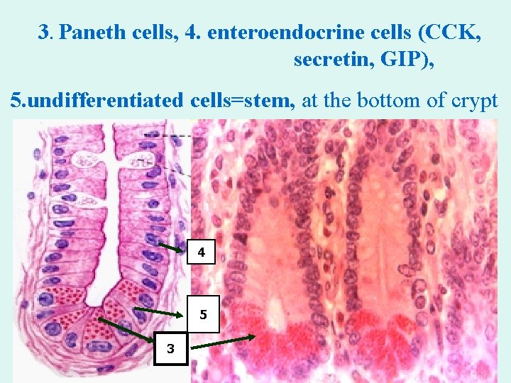 Lecture DIGESTIVE SYSTEM INTESTINE LIVER PANCREAS Department of