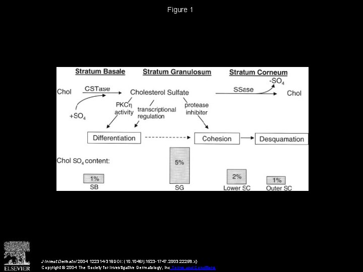 Basis For Abnormal Desquamation And Permeability Barrier Dysfunction
